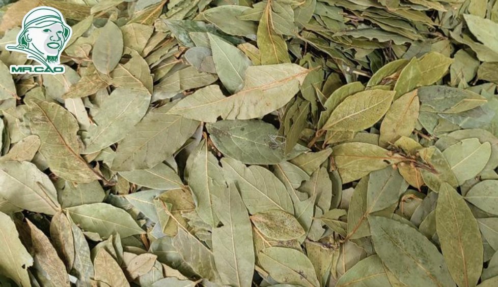 LÁ GIA VỊ ÂU NGUYỆT QUẾ – BAY LEAVES WHOLE INDIA 500G – MrCao Mart